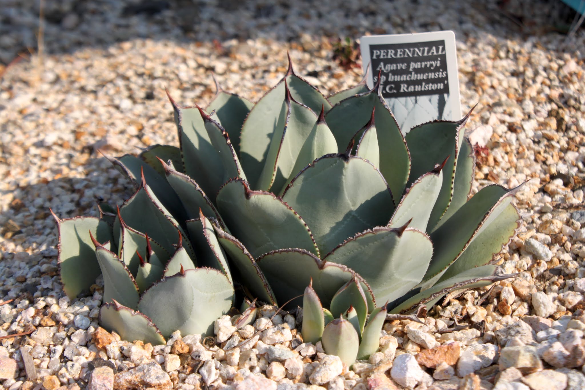 Small Agaves in the Garden