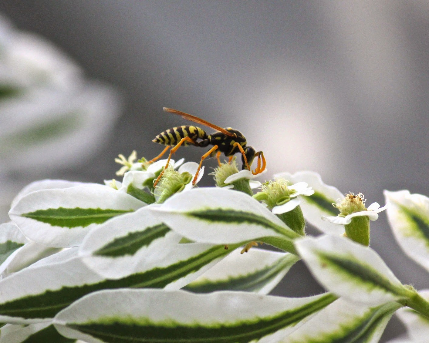 Red House Garden: Snow-on-the-Mountain