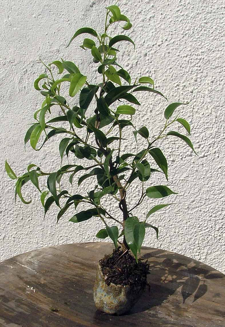 KOKEDAMA BCN: Micro Bonsáis...