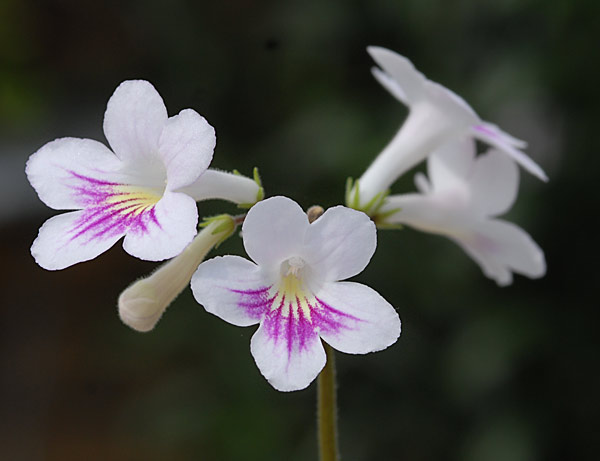 Floras Univers: Streptocarpus 2