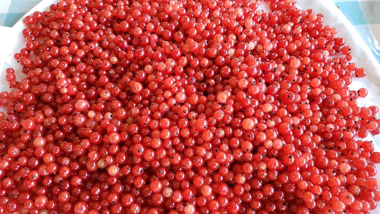 Raised Food: Red currant