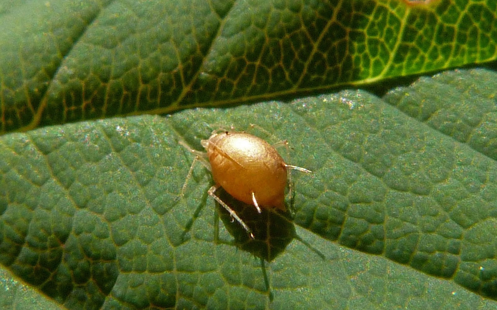 Insects of Scotland: True Bugs