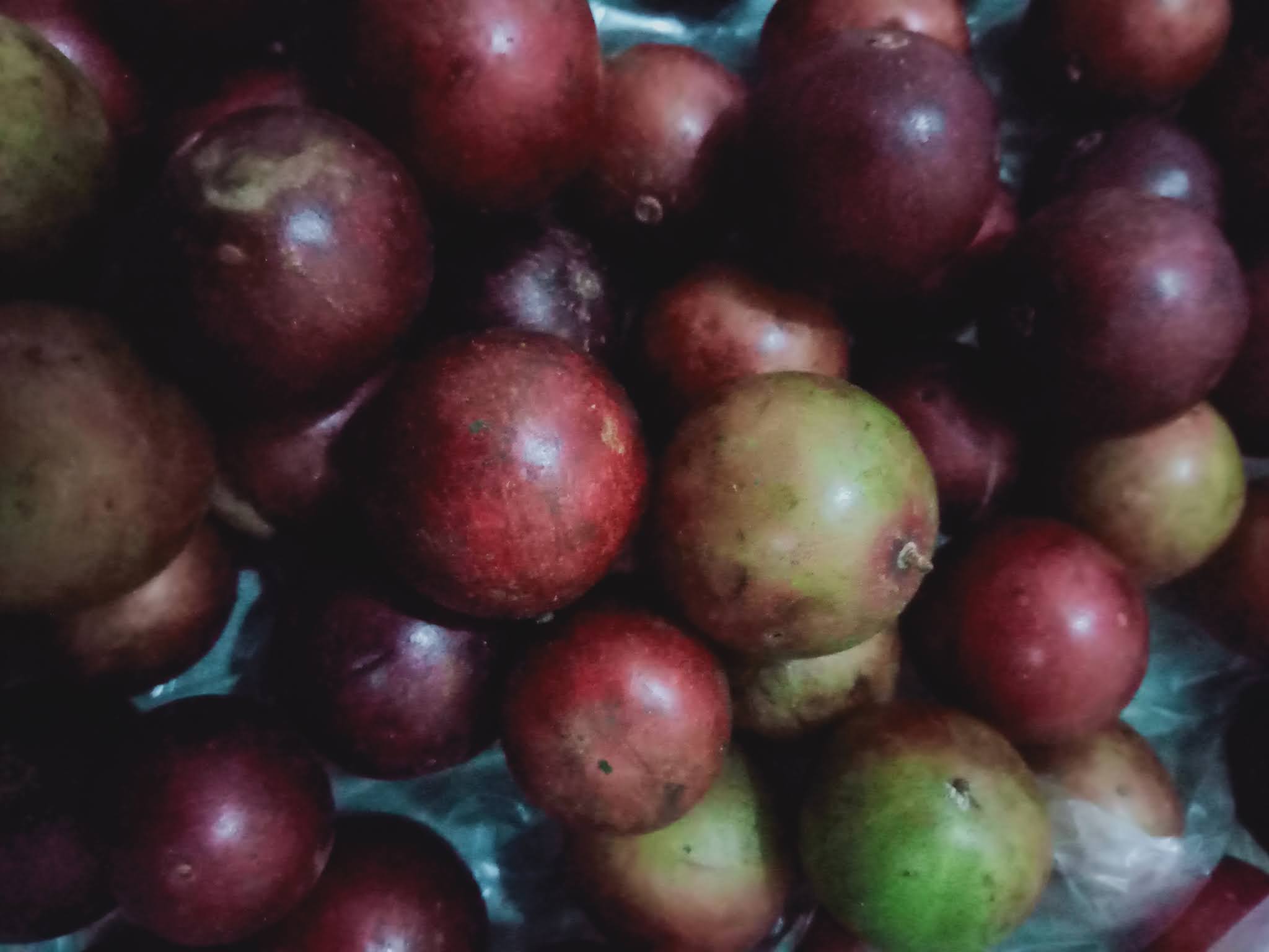 Manfaat buah rukam atau nama latin flacourtia - Curut Alas