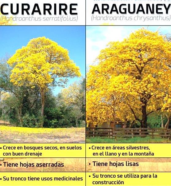 La Peste Loca: Curarires