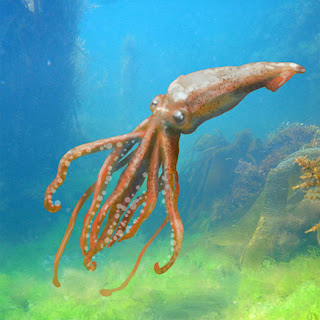 Vida Selvagem: A Misteriosa Lula-gigante: Filmada pela Primeira Vez no ...