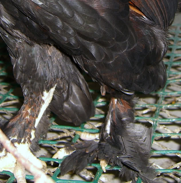 Origin of the Domestic Fowl: A Tough Call; Feathered Shanks