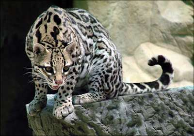 Ocelot | Animal Facts & Information | The Wildlife