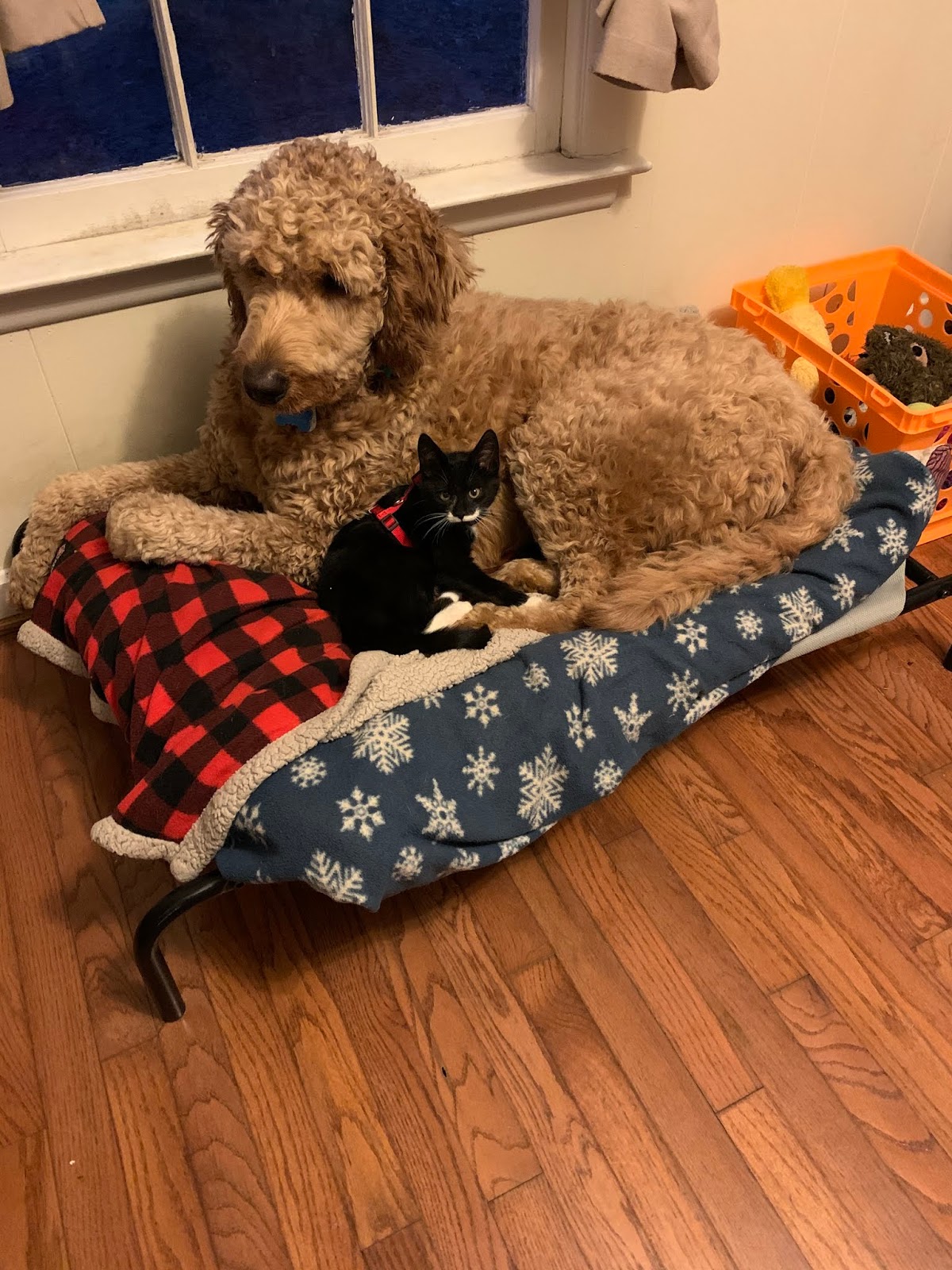 Yesteryear Acres - Doodle Days : Merlin the Doodle