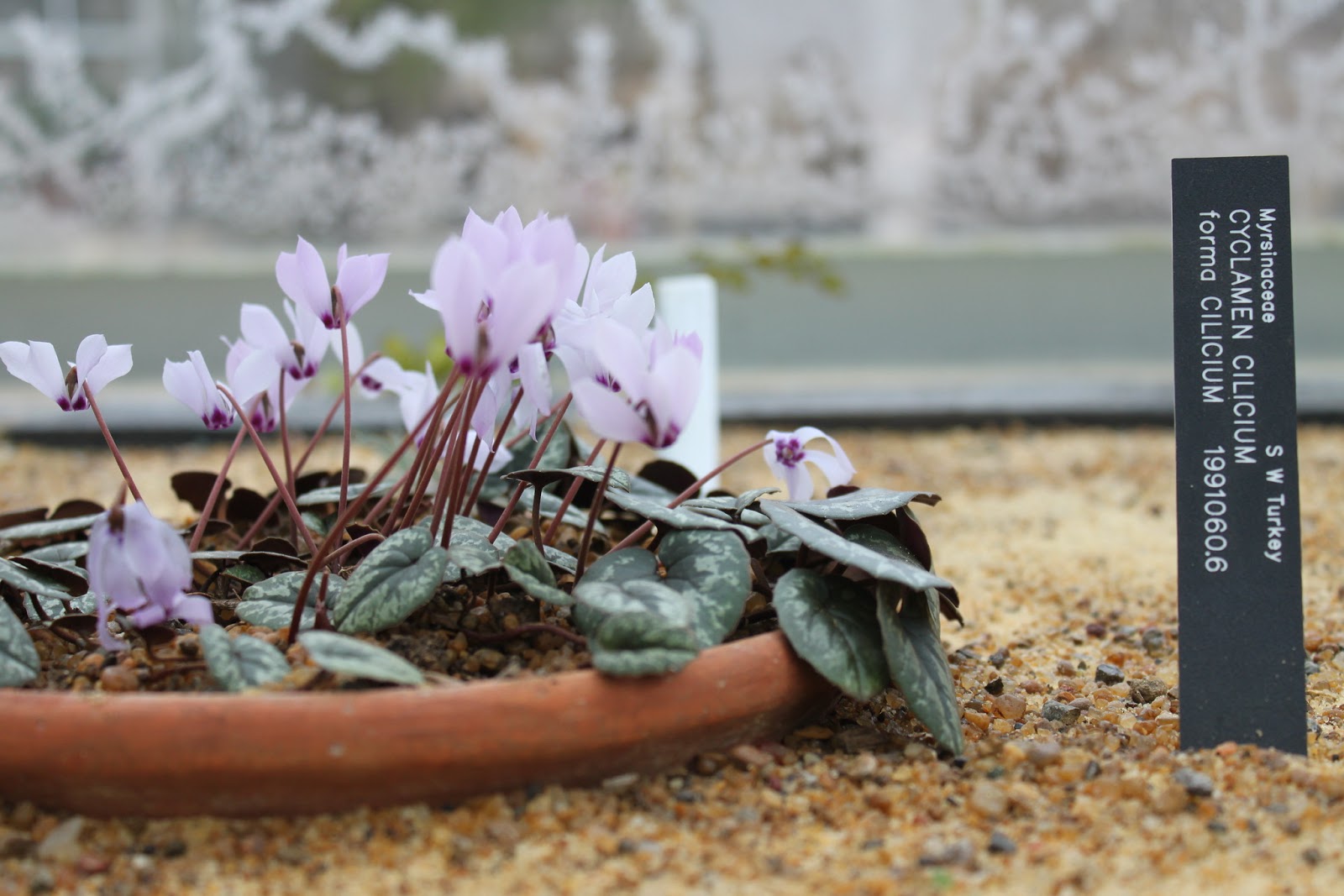 Cyclamen cilicium - Cicilian Cyclamen | Travaldo's blog