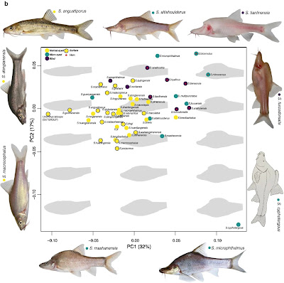 Species New to Science: [Ichthyology • 2021] Evolution in ...