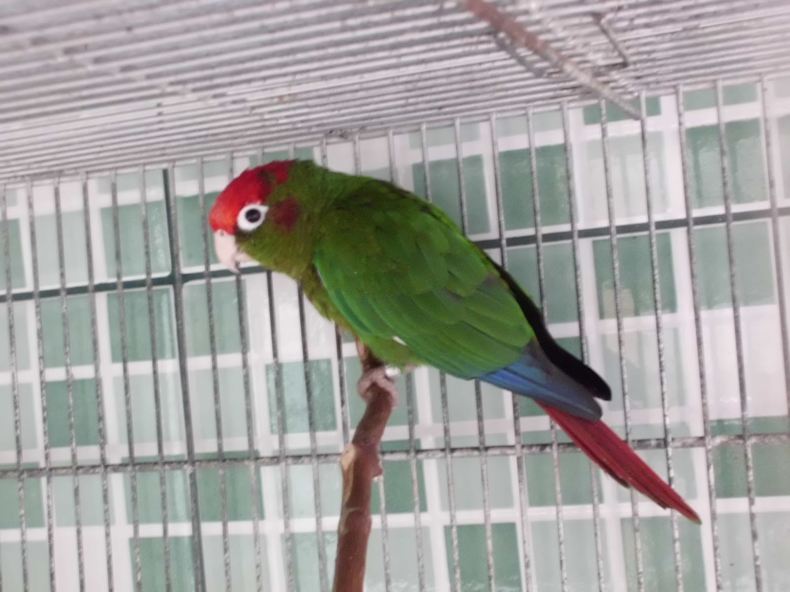 Pyrrhuras Brasil: Pyrrhura Rohdocephala