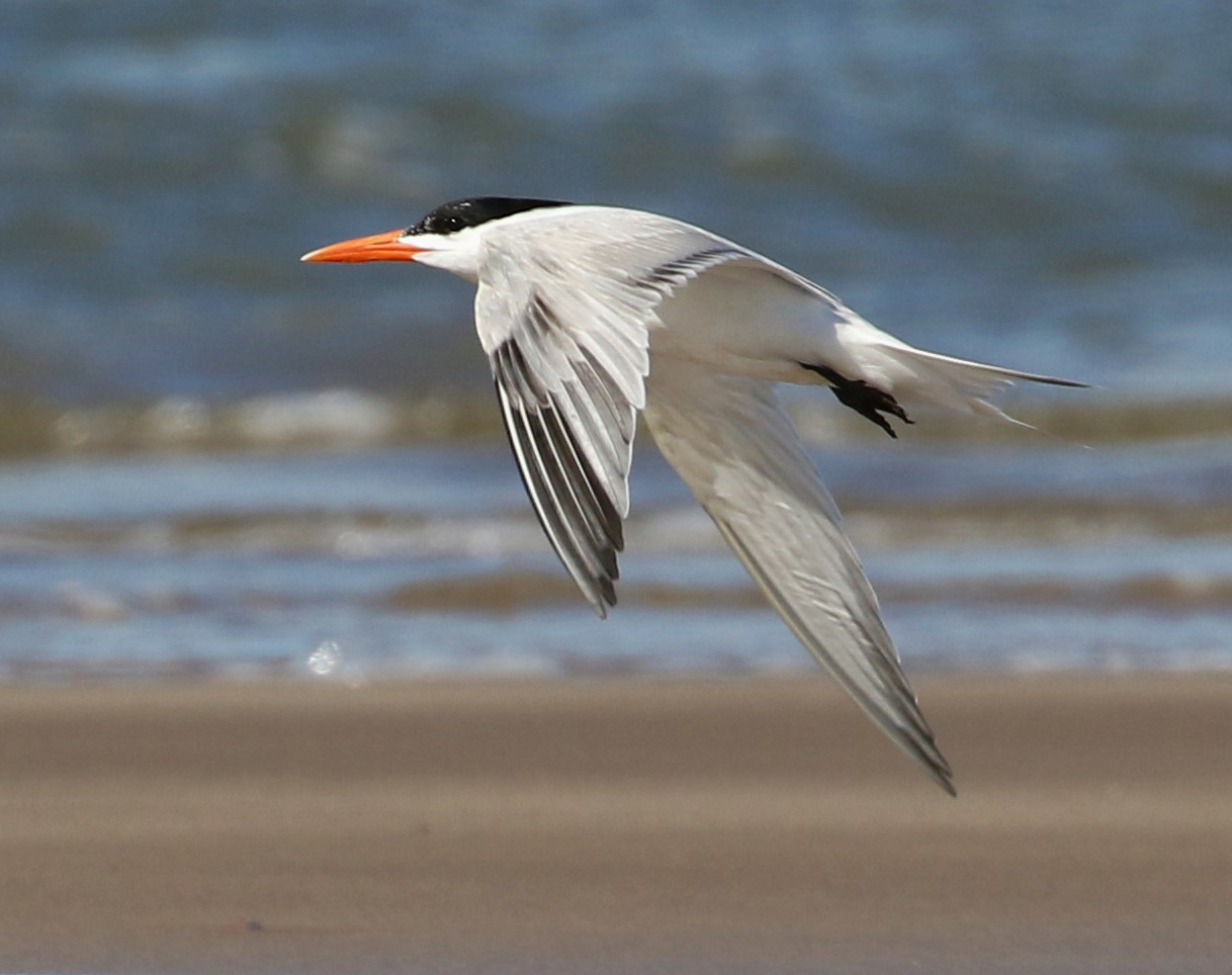 Kerry Birding: More of the Royal Tern