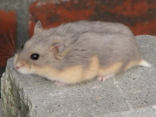 PuRpLe viOLet: the campbell hamster