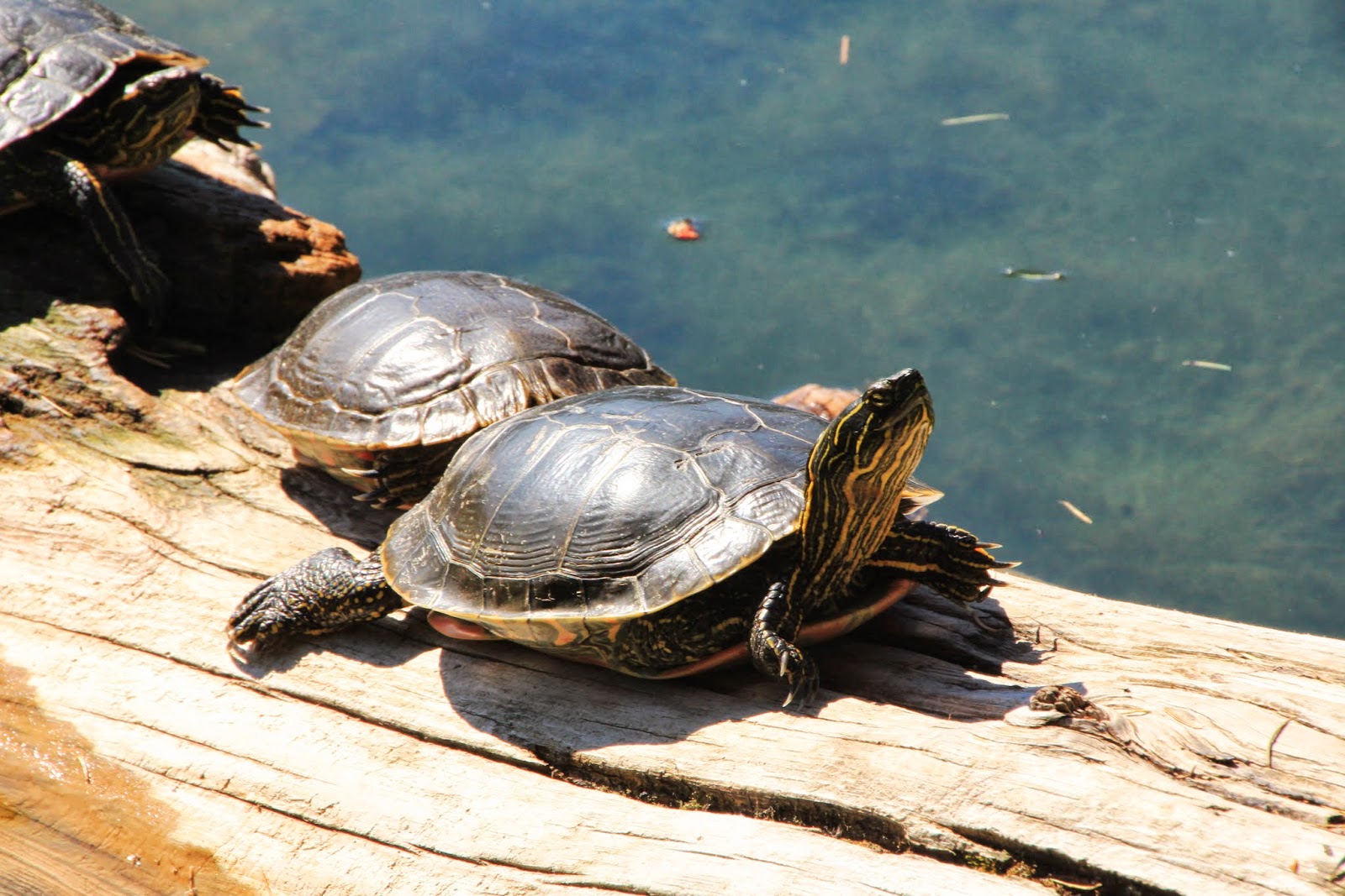 Family Adventures in the Canadian Rockies: Camping in British Columbia ...
