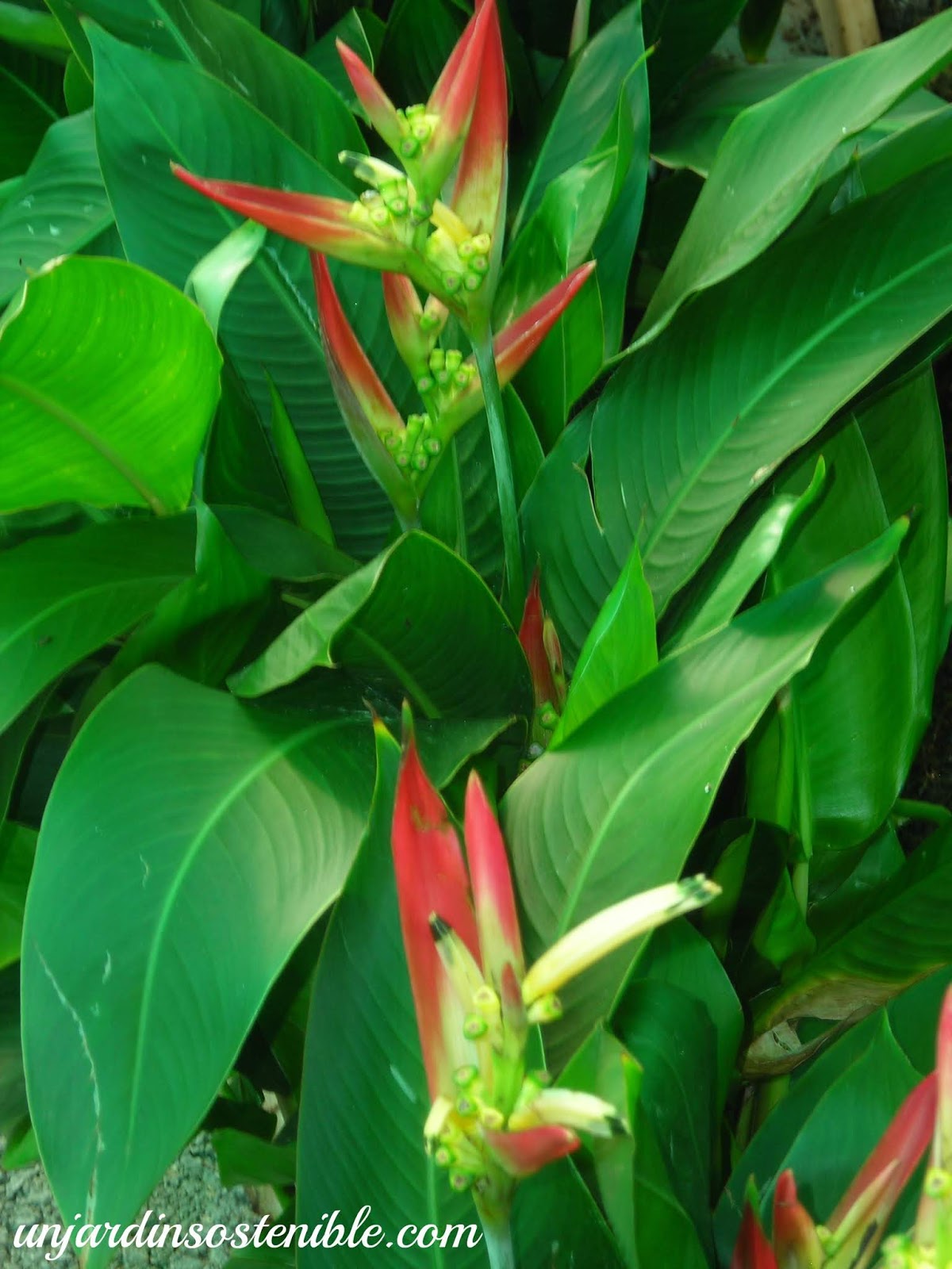 Heliconia SP (Platanillo)