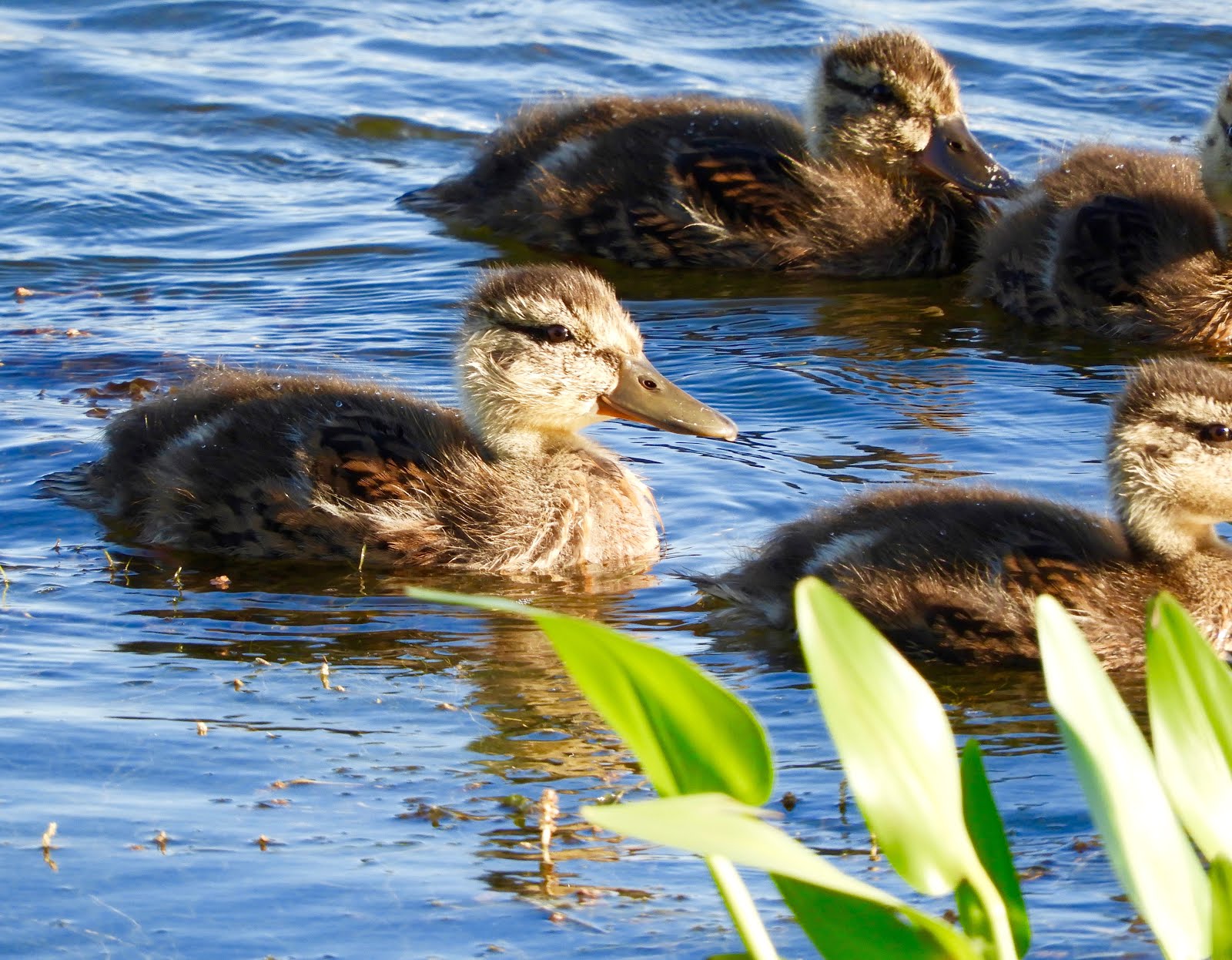 It's All About Purple: Ducklings And Other Things