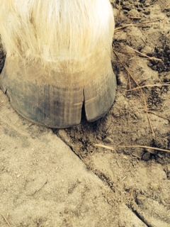 The Perfect Hoof: Cracking the Code to Hoof Cracks