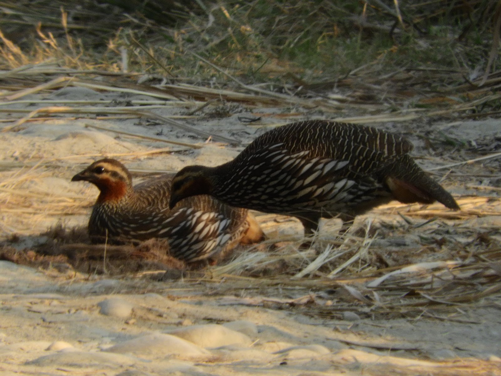 Swamp Francolin::Threatened Grassland Bird of Manas
