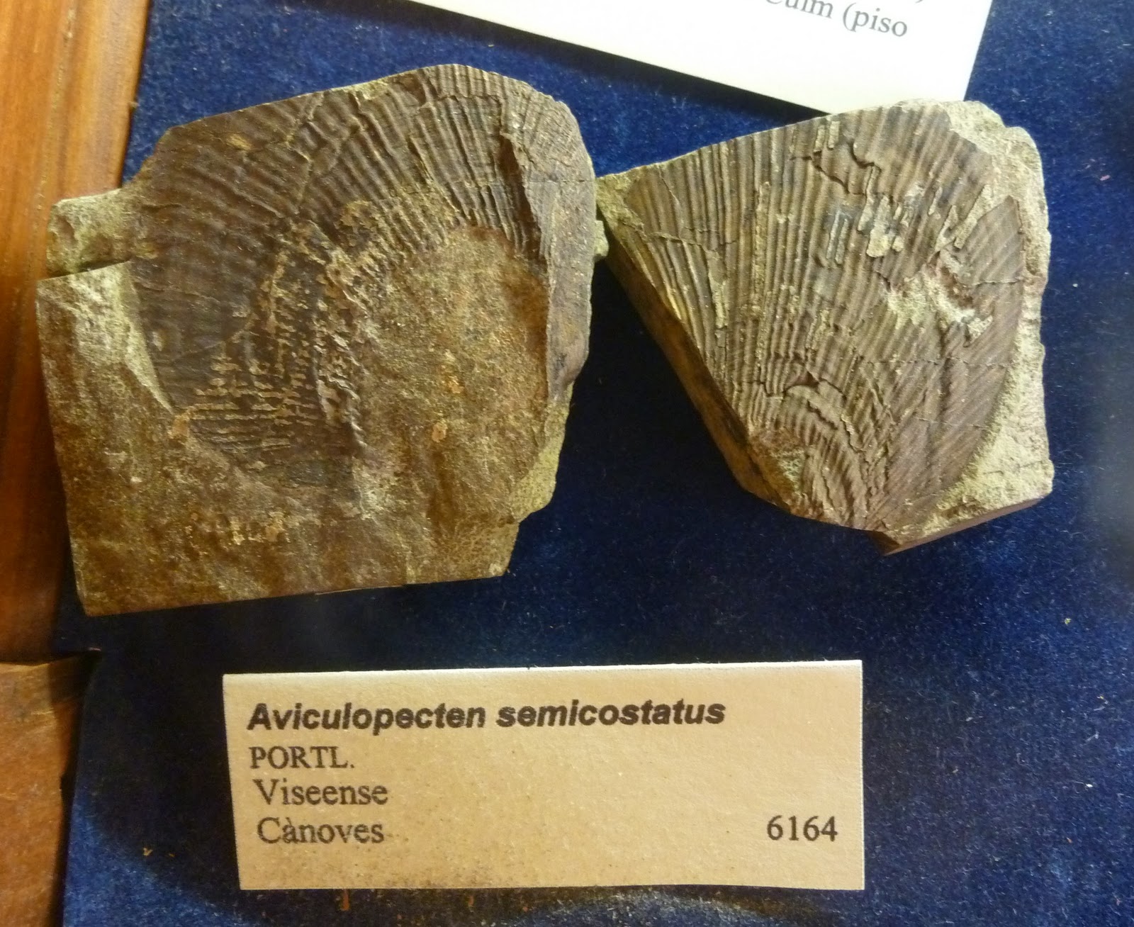 Amics del Museu Geològic del Seminari de Barcelona: Amics del Museu ...
