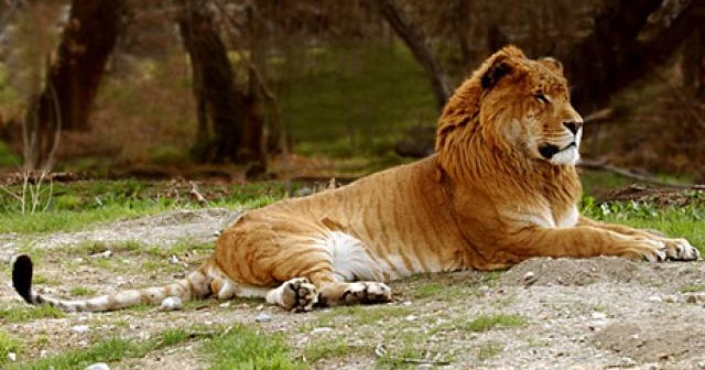 animales hibridos: animales hibridos