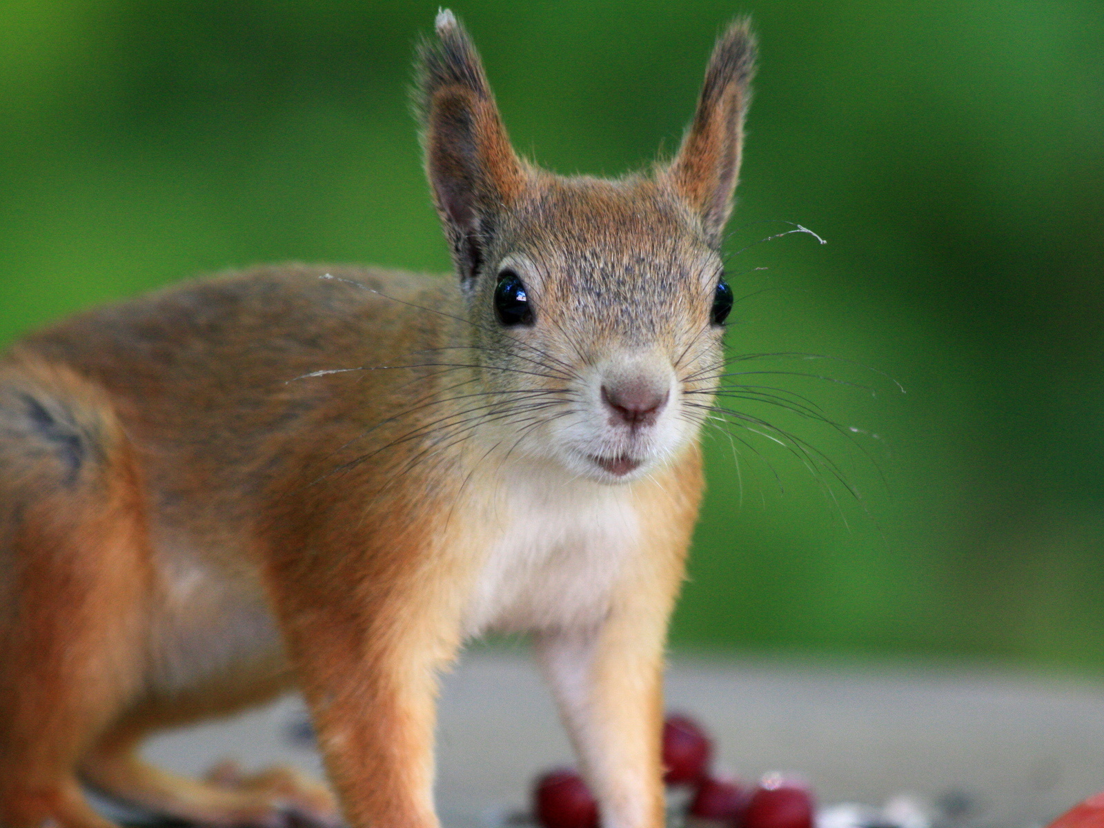 Fotos de ardillas comiendo en bosques