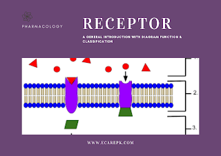 Receptor A General Introduction with Diagrams Function and ...