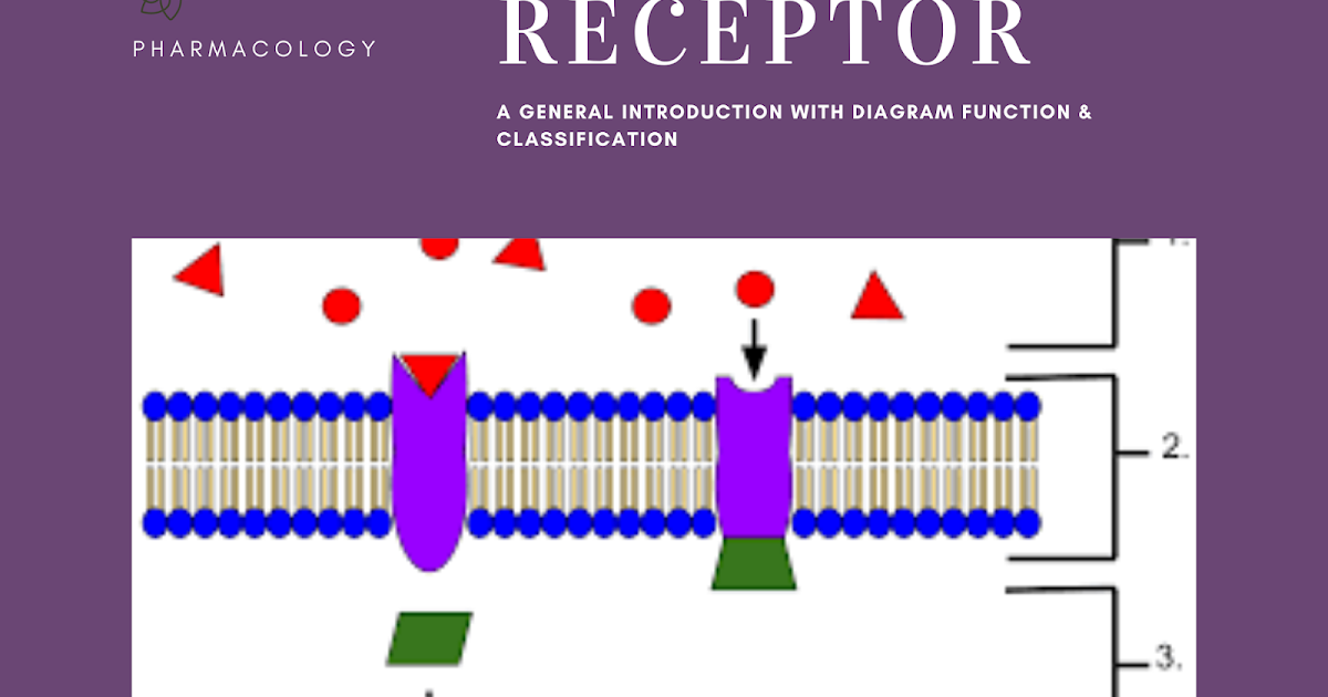 Receptor A General Introduction with Diagrams Function and ...