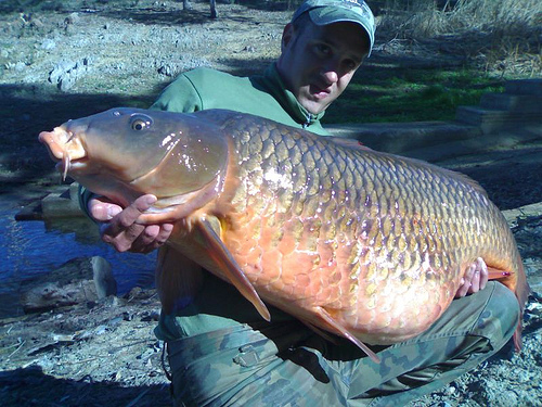 Peces de España: Carpa Común.
