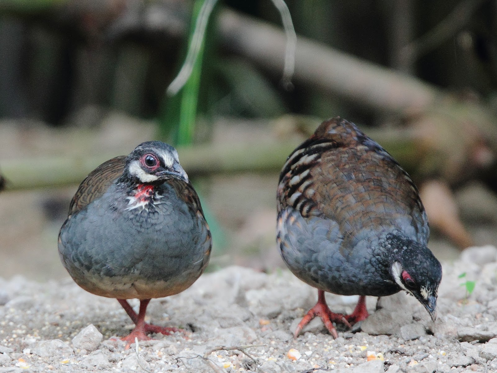Mike is the name Birding is the game ( Birding in Malaysia - Malaysian ...