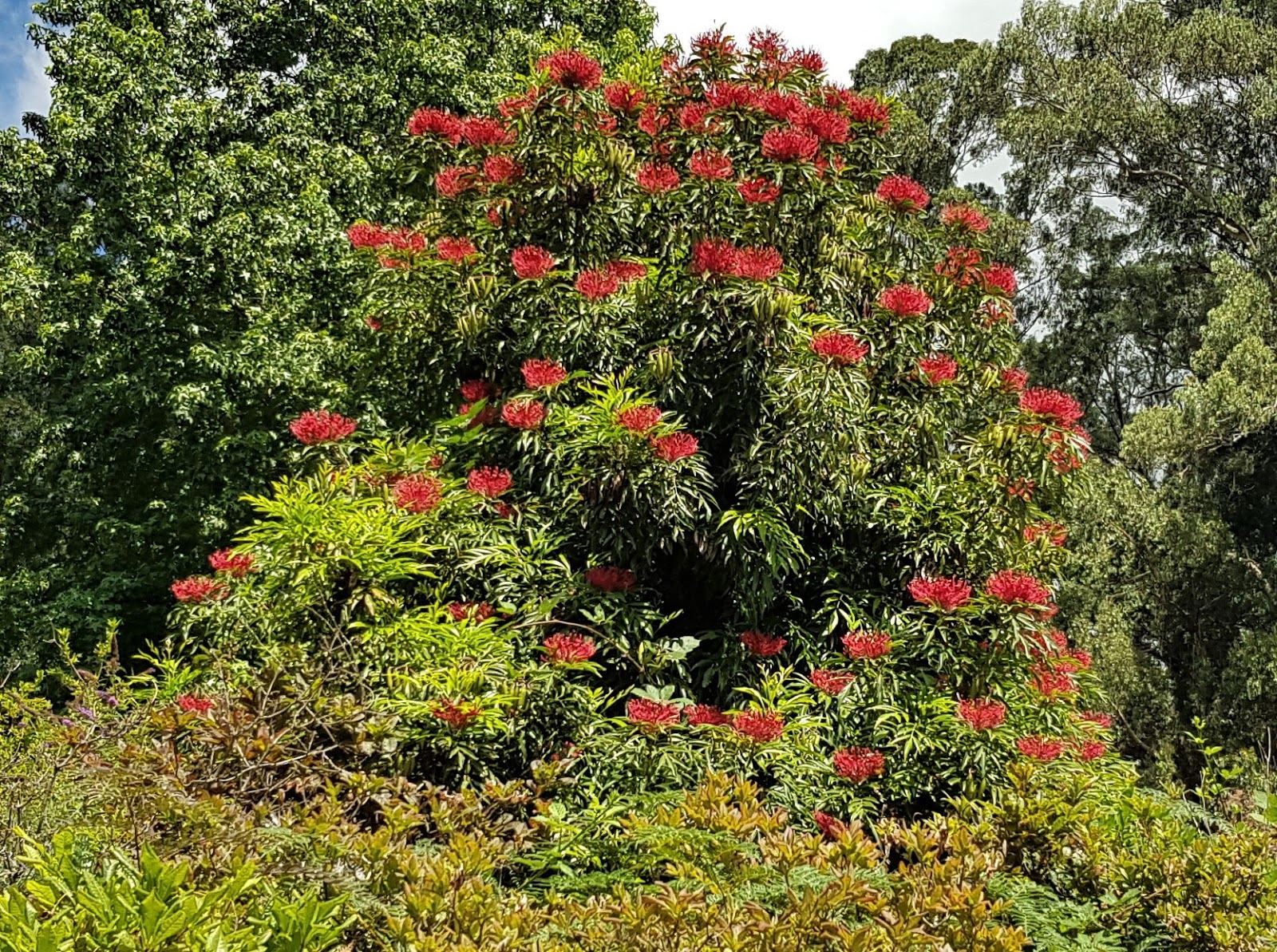 Dorrigo Waratah's late flowering worth the wait