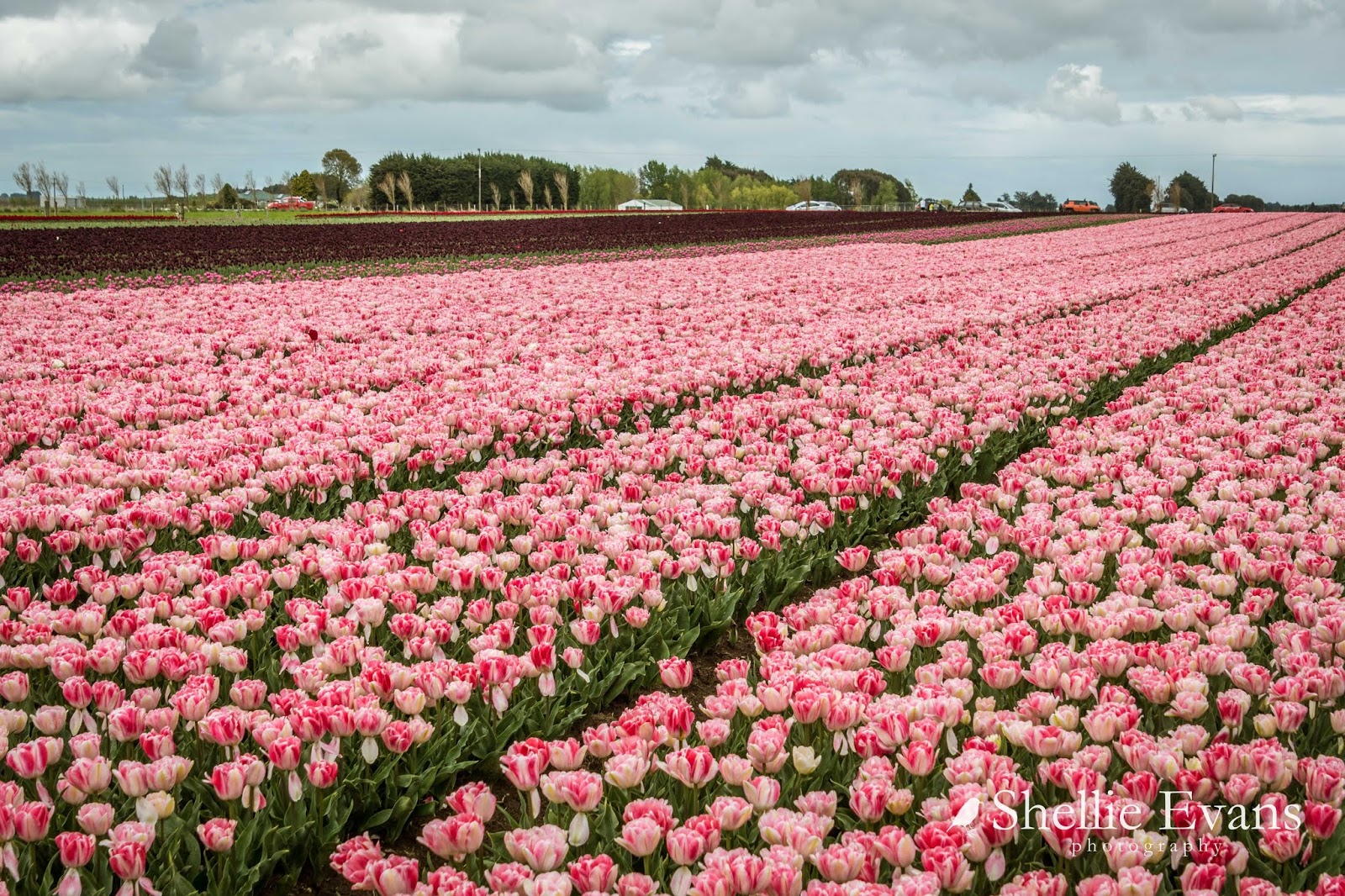 Two Go Tiki Touring: A Riot of Colour- Fields of Tulips, Southland