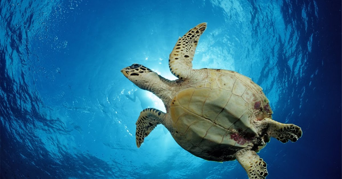 Animal Lover: Tortugas