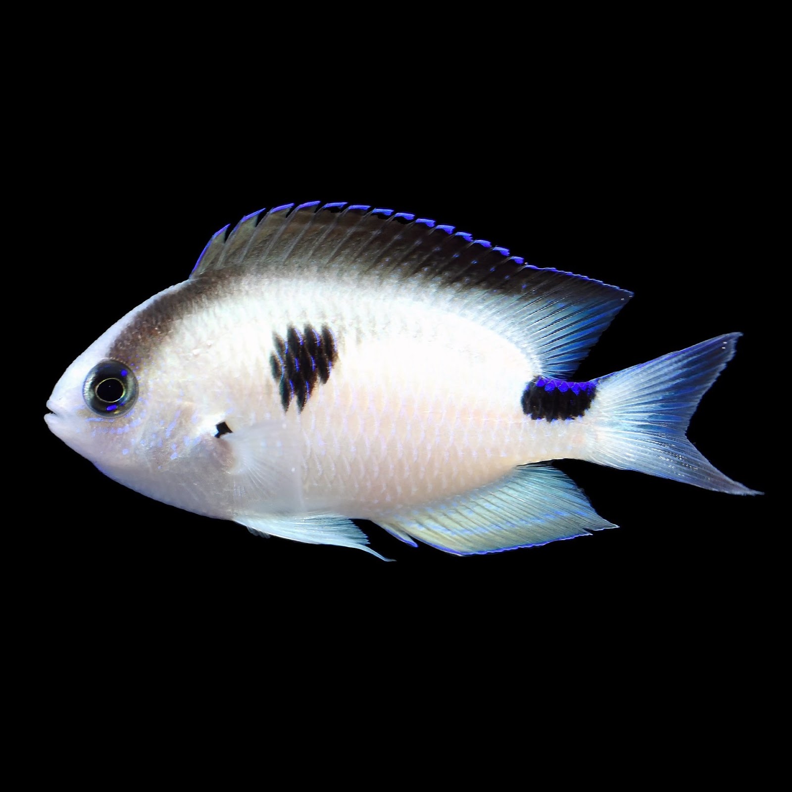 Species New to Science: [Ichthyology • 2019] Pomacentrus vatosoa • A ...