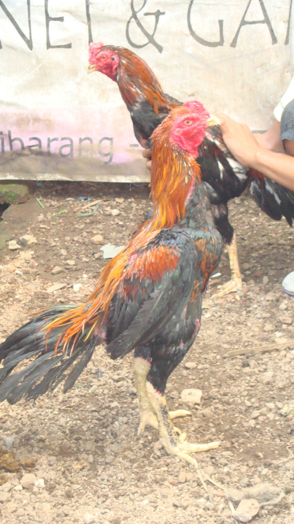 AYAM SUPER HERO: AYAM BANGKOK F1 SUPER