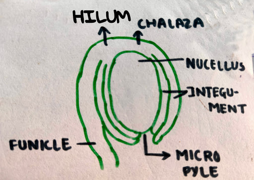 PrepBiology: REPRODUCTION in ANGIOSPERMS - FEMALE PARTS