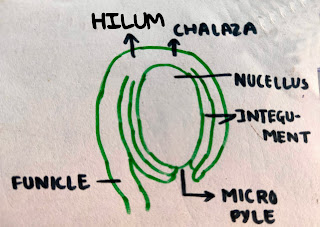 PrepBiology: REPRODUCTION in ANGIOSPERMS - FEMALE PARTS