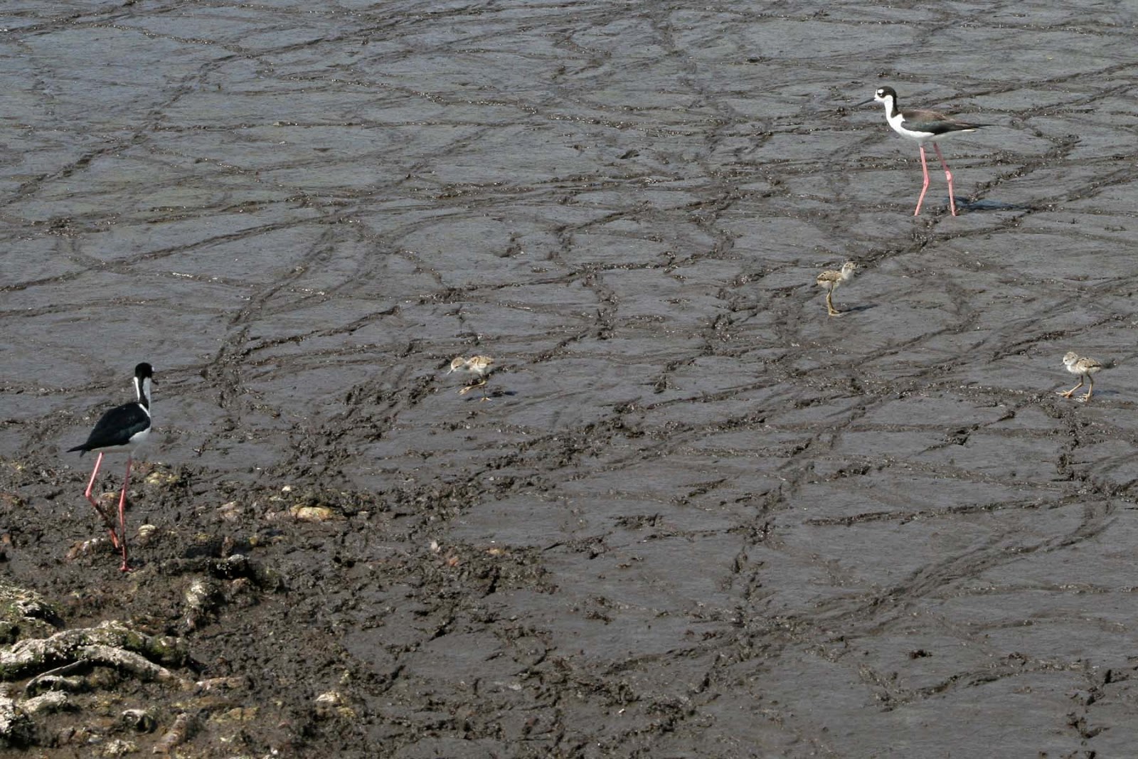 Hipster Birders: Featured Feathered Friend: Baby Edition! - Black ...