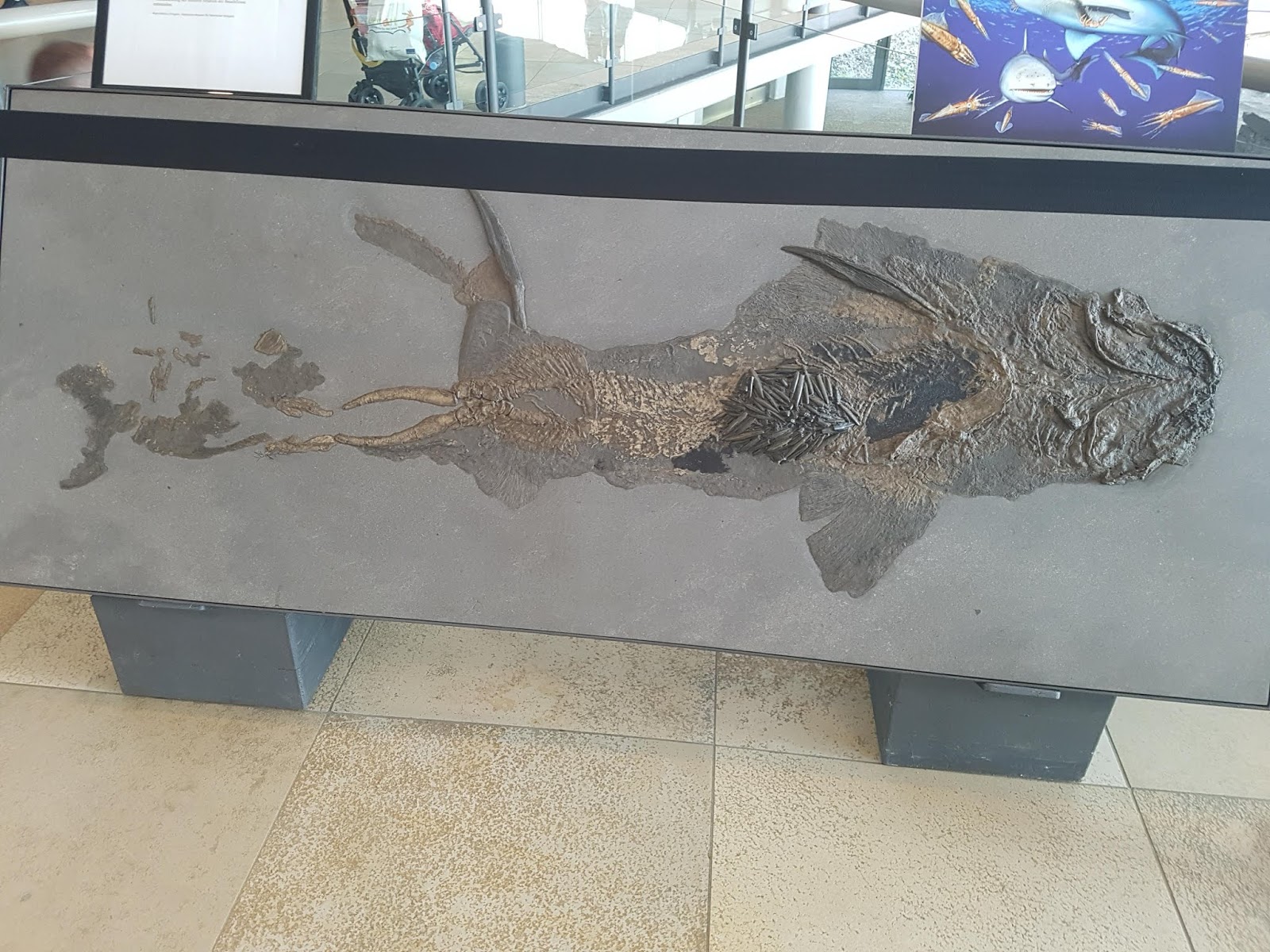 Leedsichthys Problematicus Fossil