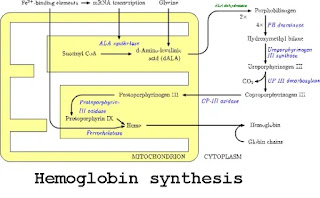 Hemoglobin synthesis & catabolism