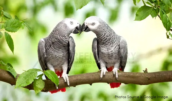 AFRICAN GREY PARROT SEED MIX COMPOSITION