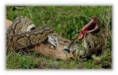 Image Gallary 1: Beautiful Animals Hunting Photos collection