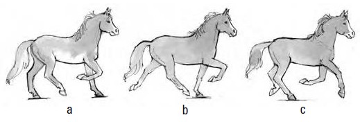 Step Up: Riding Gaited Horses ~ We love pets