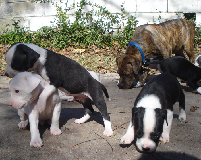 Raising Toot and Roxy: 5 weeks old pitbull puppies