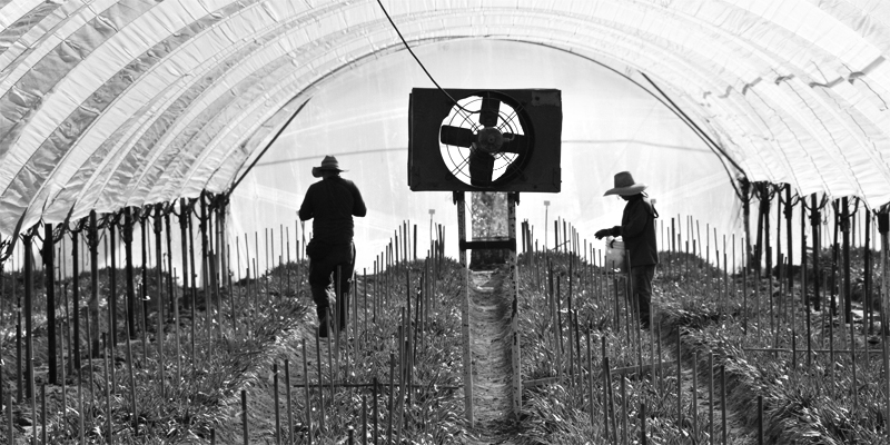 The Great Gatsby at our Oxnard Farm - Cultivation Of Crops