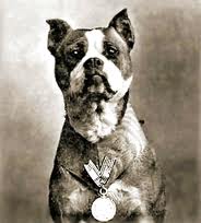 Happy Dog Blog: A War Hero for Veterans Day