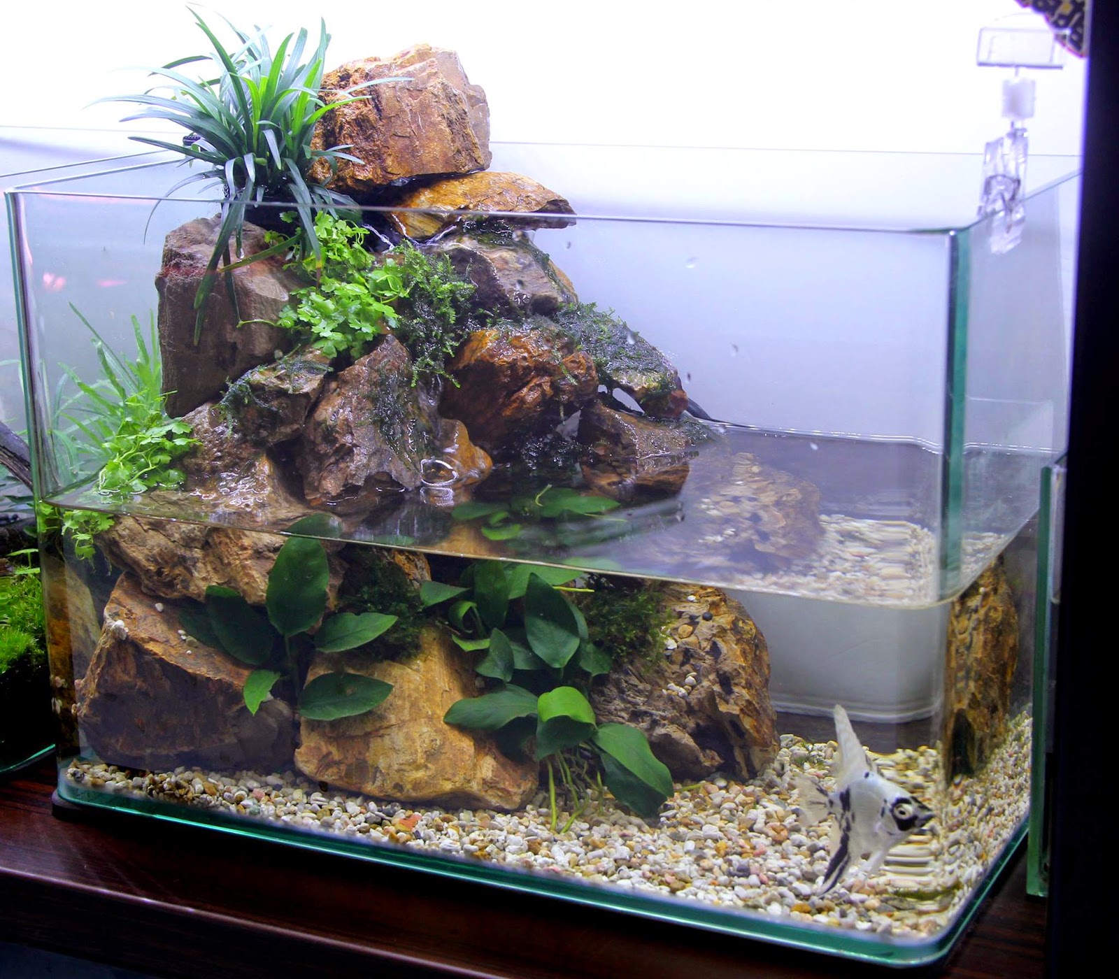 East Ocean Aquatic Trading Centre: Paludarium