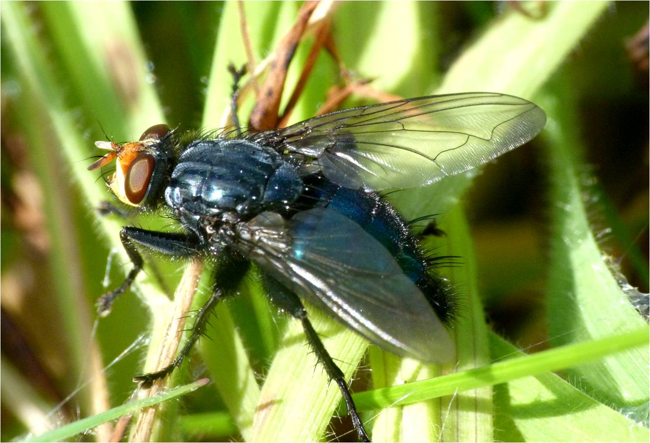 Insects of Scotland: Other Flies/Picture-wing Flies