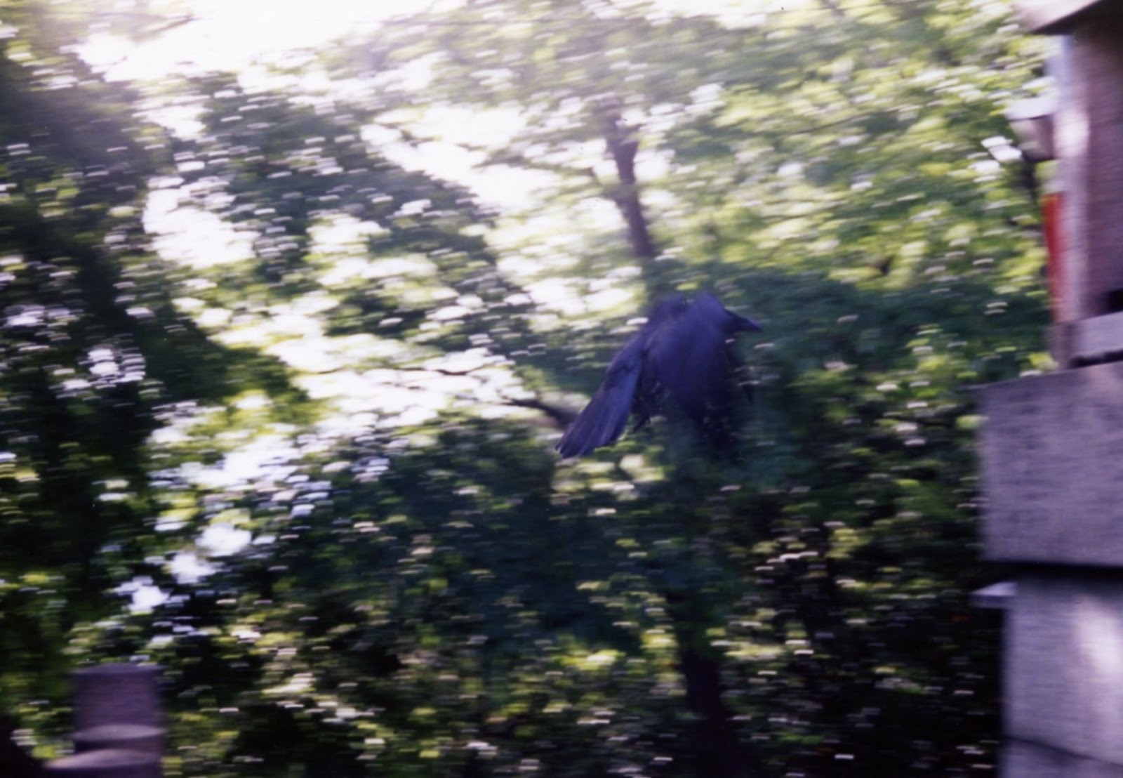 Gists & Piths: Signs and their Portents #2: "Necrophage"