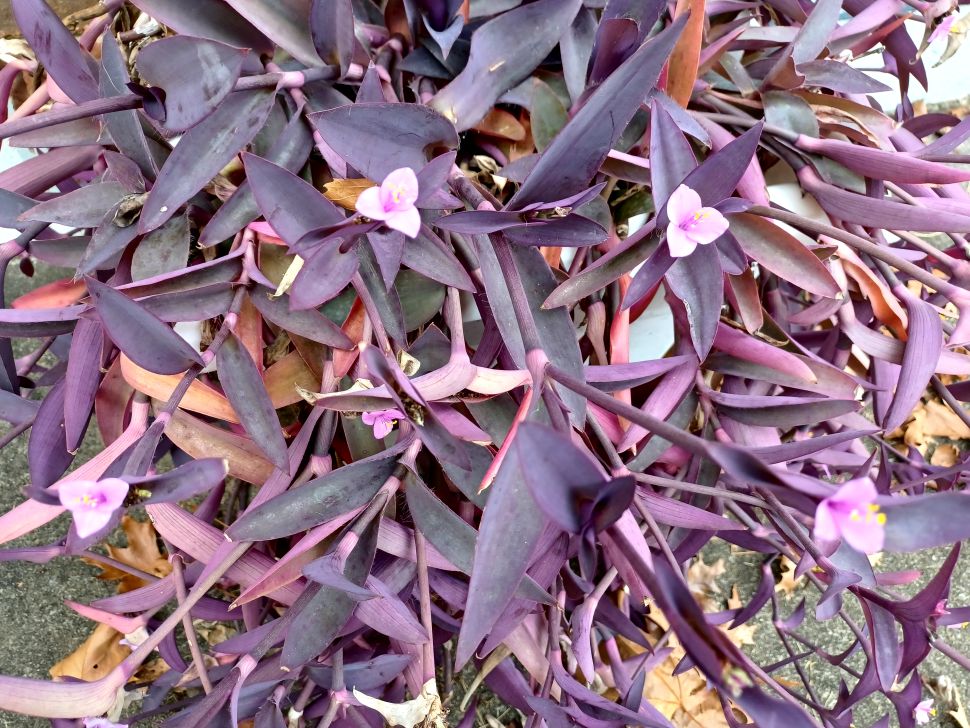 Future Plants by Randy Stewart: Setcreasea pallida ( Purple Heart )