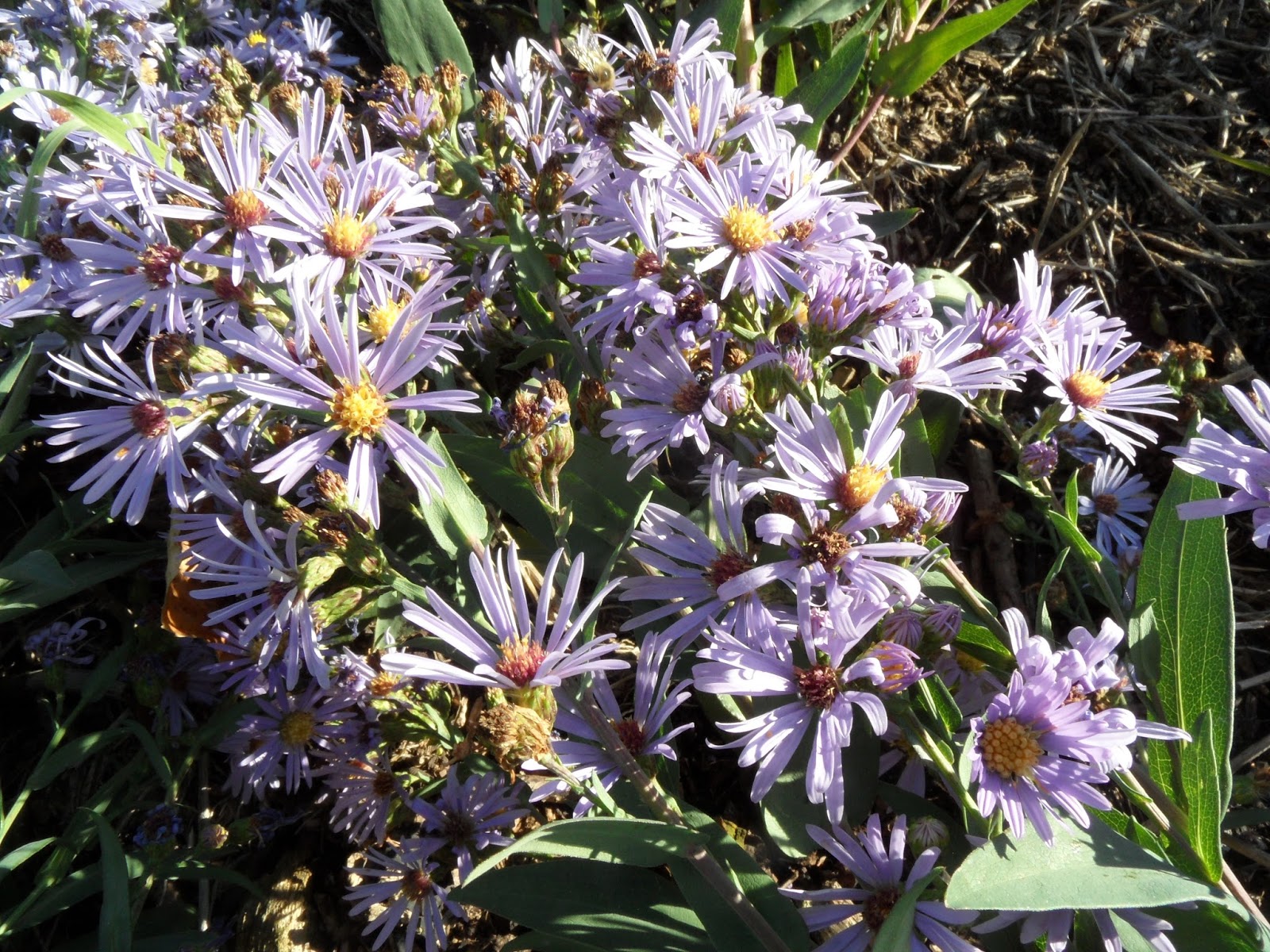 Midway Prairie Garden: Smooth Aster-Aster laevis